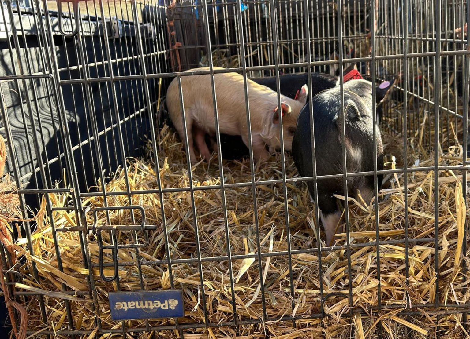 Pig-Raising Basics: How to Transport Pigs - Countryside